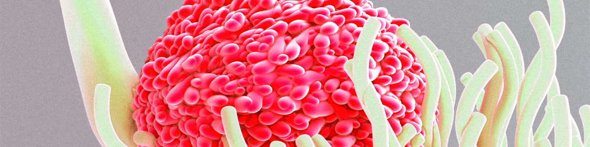 Immunicum – en del av Sveriges långsiktiga satsning på ATMP - Pharma ...